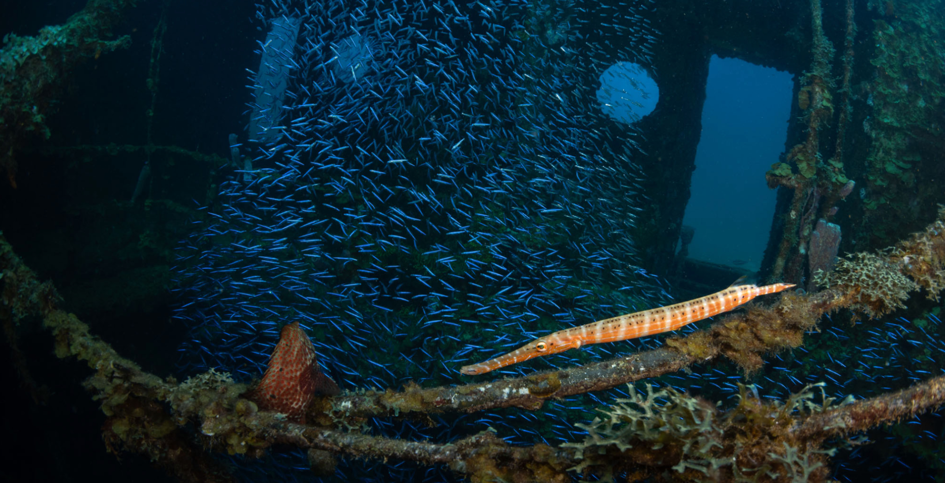 The BVI Insider Magazine