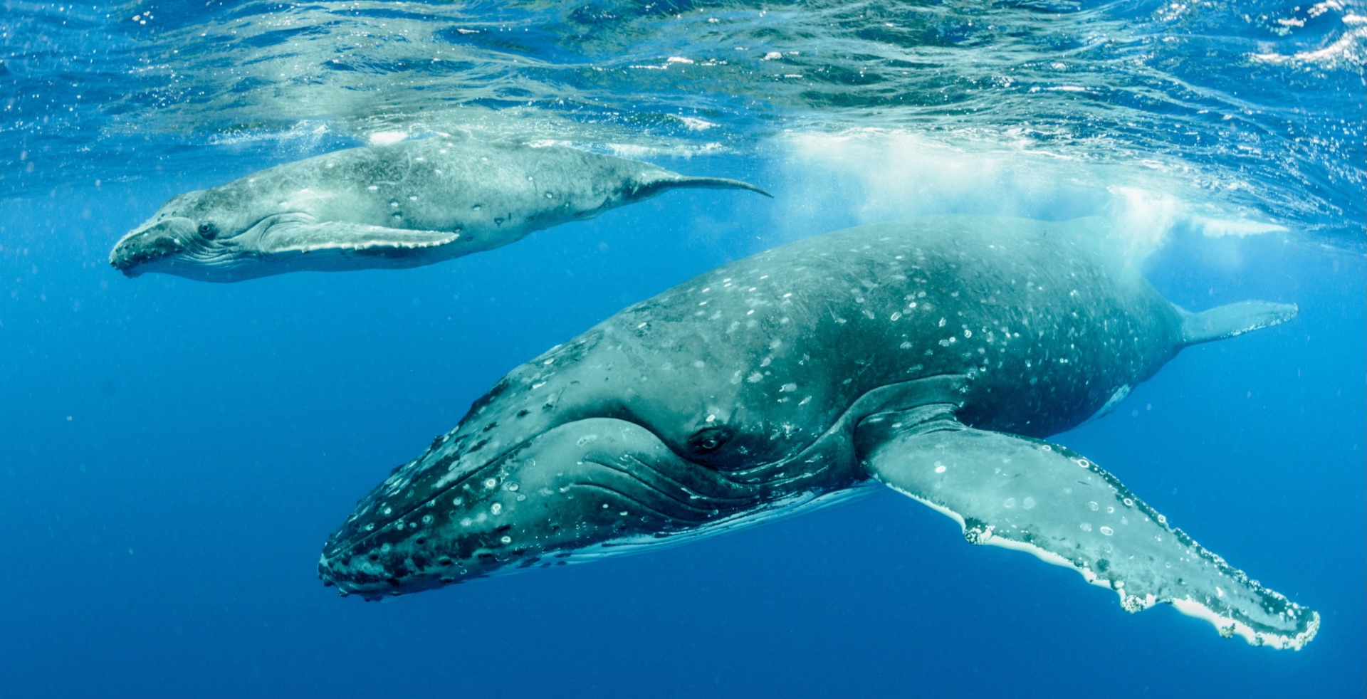 The BVI Insider Magazine